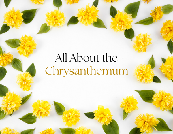 All About The Chrysanthemum: Meaning, Care, and Uses– Flowers.ie