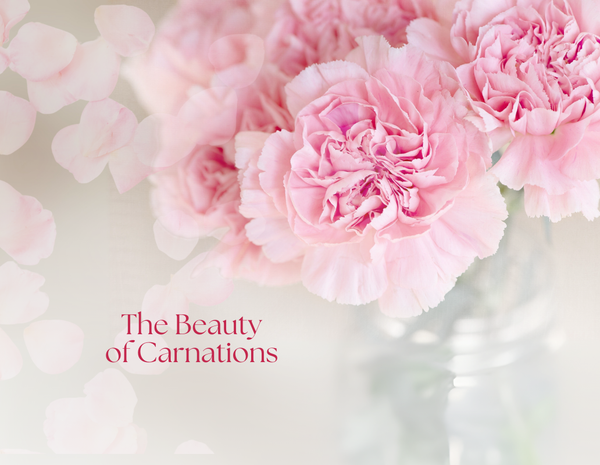 Carnation Flowers Explained: Facts, Symbolism, and Care Tips– Flowers.ie
